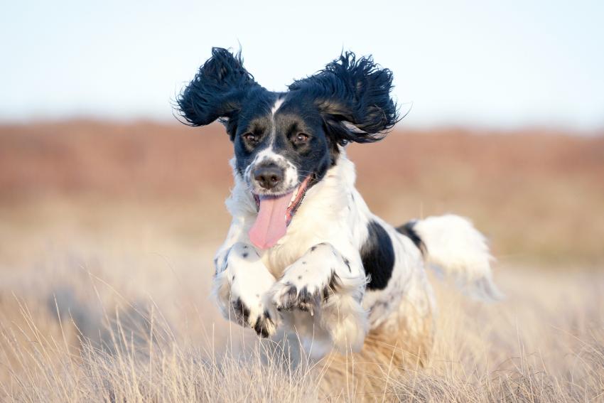 Meet the Sporting Dog Breeds: Athleticism & Art | LoveToKnow Pets