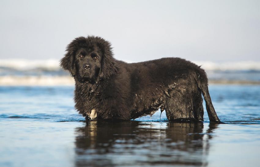 12 Water-Loving Dog Breeds That Are Great at Making a Splash ...