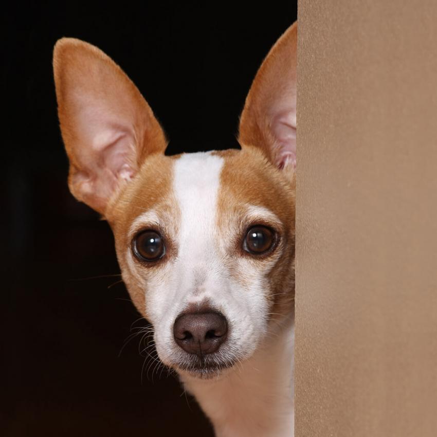 Rat Terrier Dog Pictures | LoveToKnow Pets