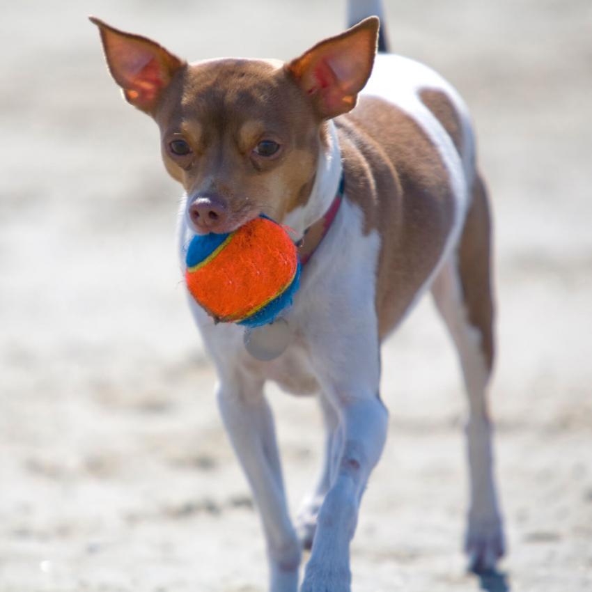 Rat Terrier Dog Pictures | LoveToKnow Pets