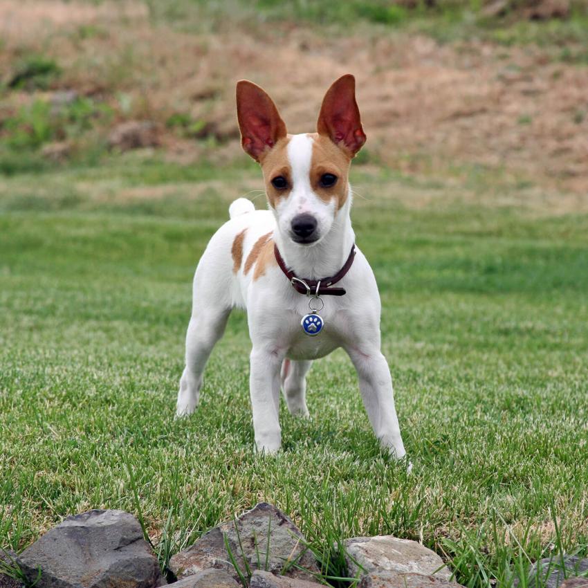 Rat Terrier Dog Pictures | LoveToKnow Pets
