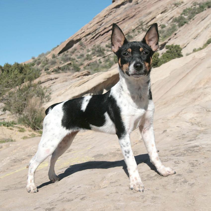 Rat Terrier Dog Pictures | LoveToKnow Pets