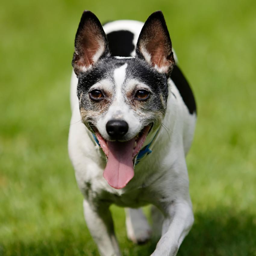 Rat Terrier Dog Pictures | LoveToKnow Pets