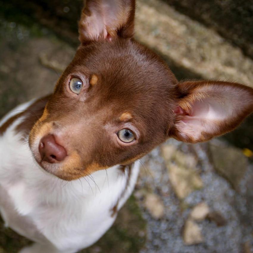 Rat Terrier Dog Pictures | LoveToKnow Pets