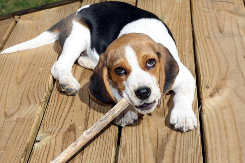 Beagle Puppy Pictures | LoveToKnow Pets