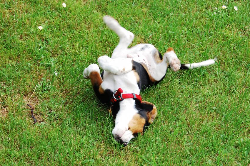 12 Beagle Puppy Pics (and Facts!) That Are Next-Level Cute | LoveToKnow ...