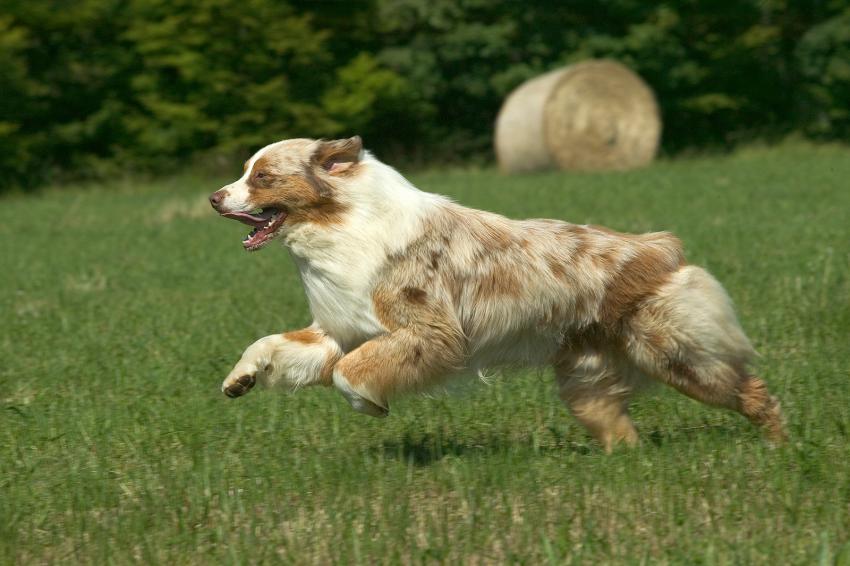 13 High-Energy Dog Breeds for Active Pet Parents | LoveToKnow Pets