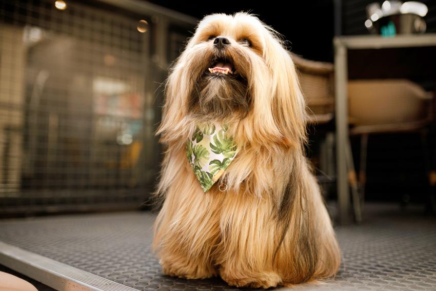 15 Cuddle-Worthy Dog Breeds That Look Like Teddy Bears | LoveToKnow Pets