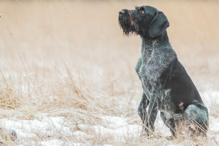 Meet the Sporting Dog Breeds: Athleticism & Art | LoveToKnow Pets