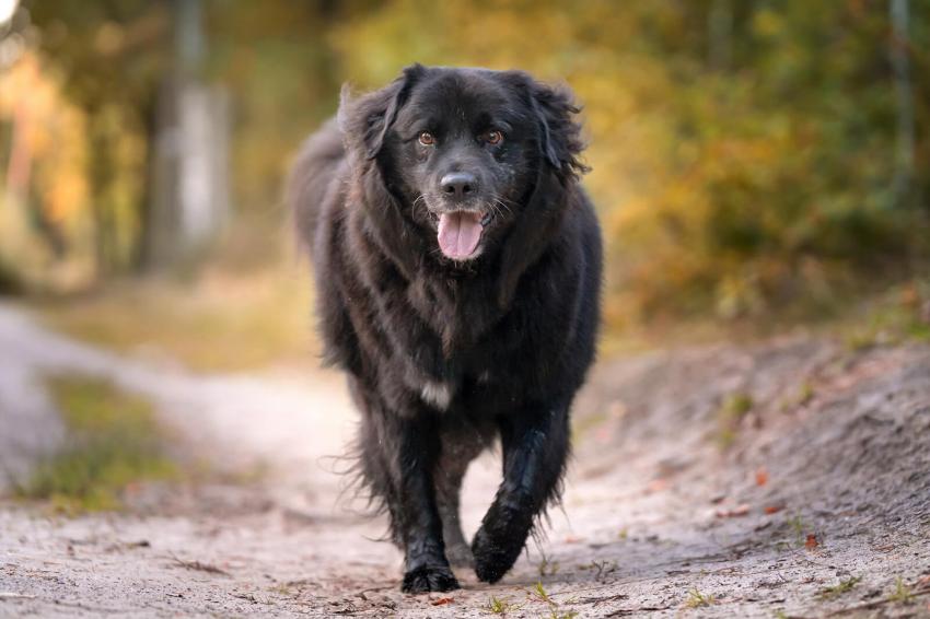 7 Best Dog Breeds That Get Along Great With Cats | LoveToKnow Pets