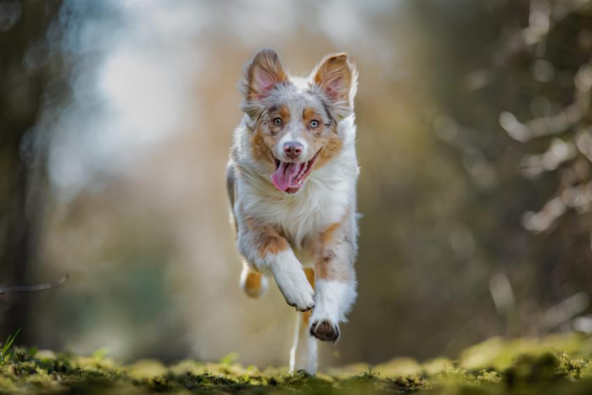 13 High-Energy Dog Breeds for Active Pet Parents | LoveToKnow Pets