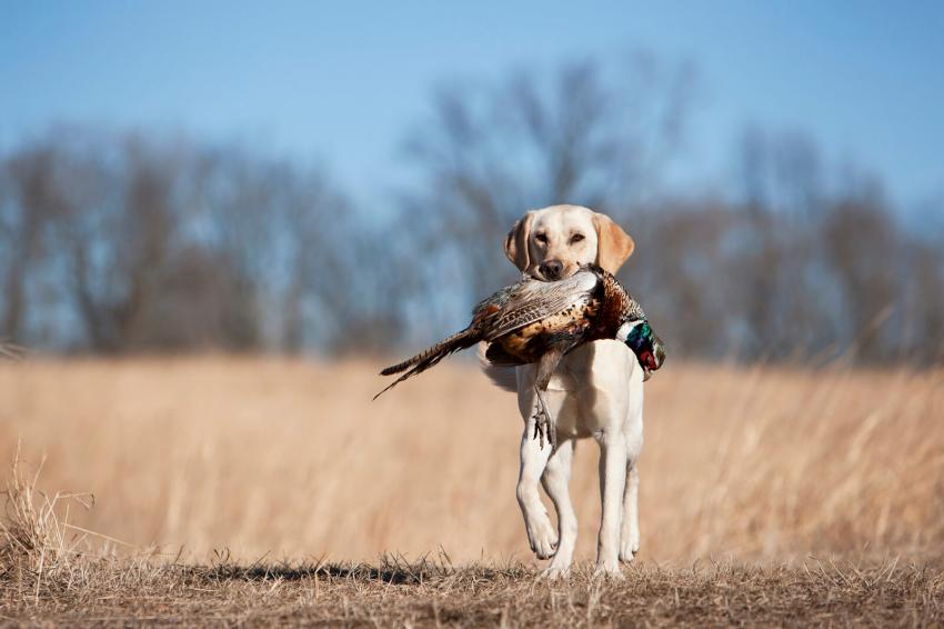 10 Best Hunting Dogs for Sporting Fun | LoveToKnow Pets