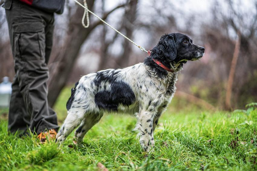 Meet the Sporting Dog Breeds: Athleticism & Art | LoveToKnow Pets