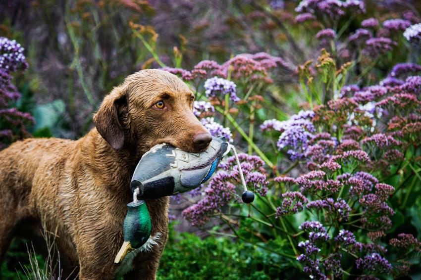 Meet the Sporting Dog Breeds: Athleticism & Art | LoveToKnow Pets