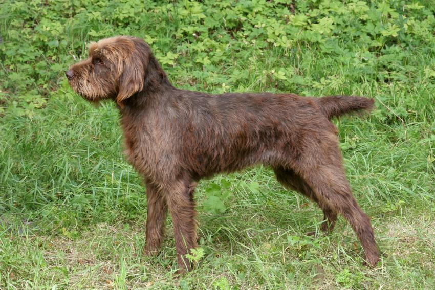 10 Best Hunting Dogs for Sporting Fun | LoveToKnow Pets