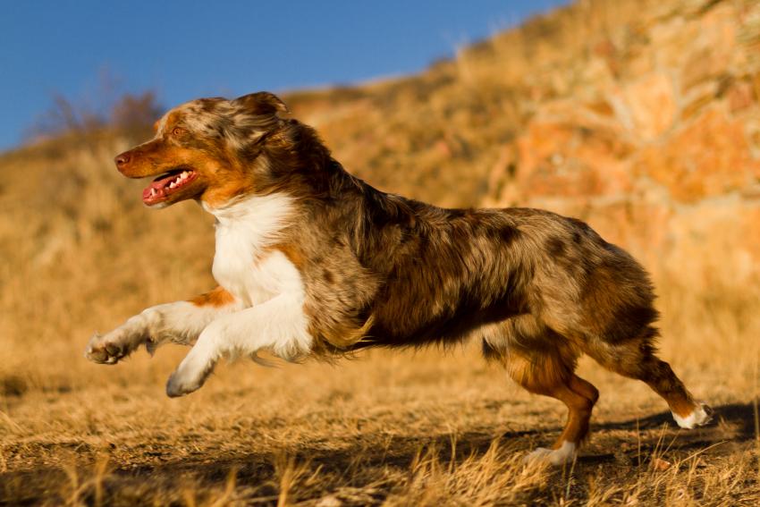 11 Facts About Australian Shepherds, With Pics! | LoveToKnow Pets