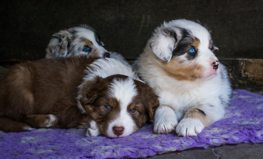 11 Facts About Australian Shepherds, With Pics! | LoveToKnow Pets
