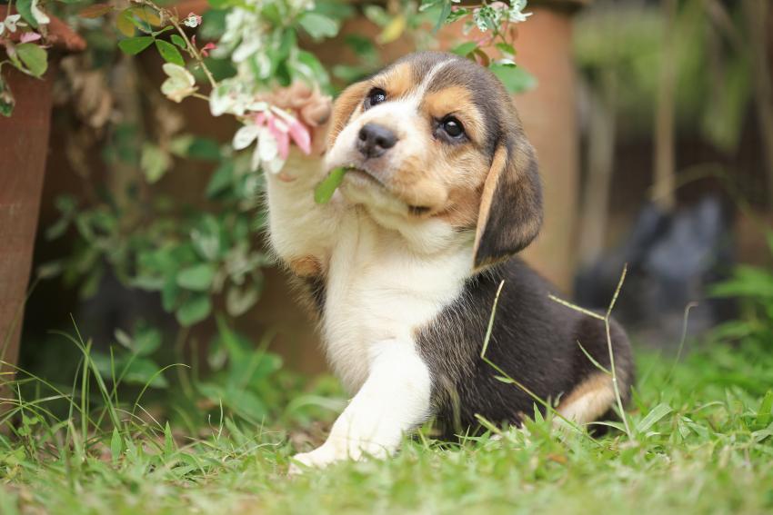 14 Pics of Mini Beagles That Are Just What the “Dogtor” Ordered ...