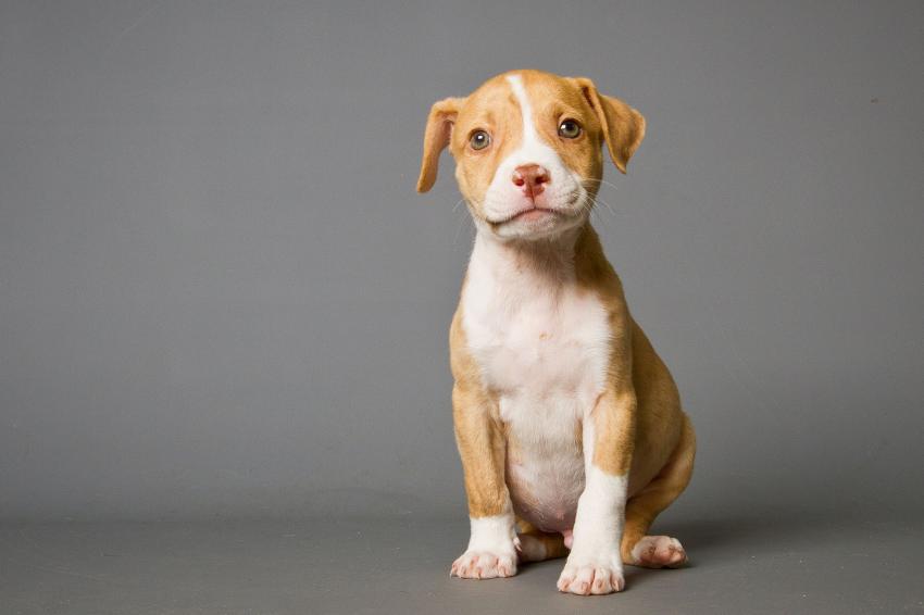 Pit Bull Puppy Pictures: Enjoy These Pups' Irresistible Charm ...
