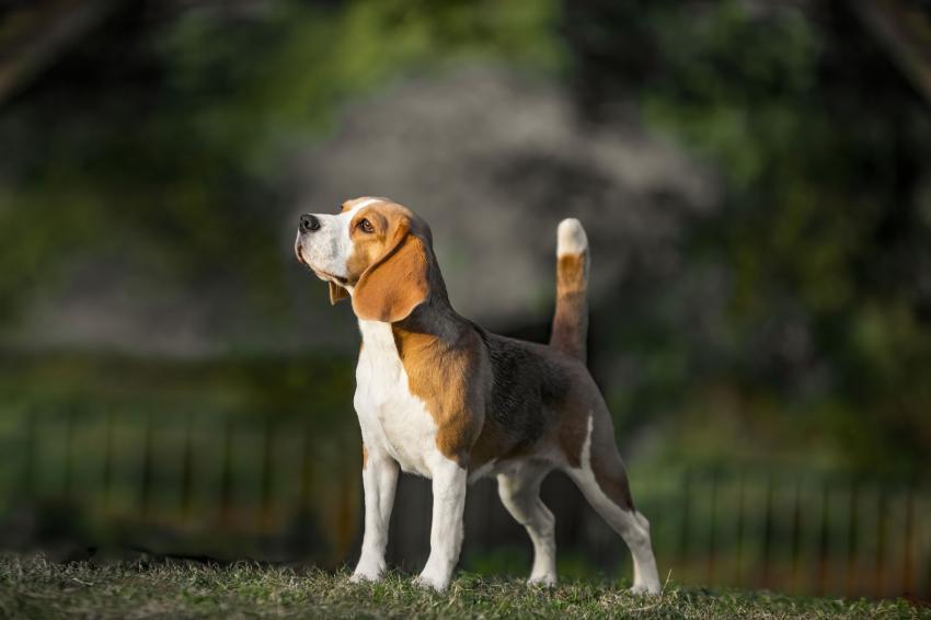 12 Beagle Puppy Pics (and Facts!) That Are Next-Level Cute | LoveToKnow ...