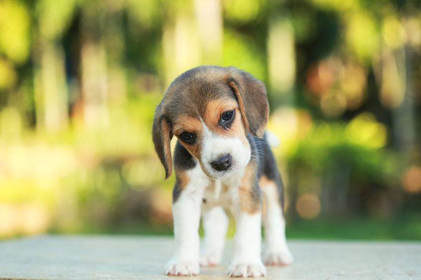 12 Beagle Puppy Pics (and Facts!) That Are Next-Level Cute | LoveToKnow ...