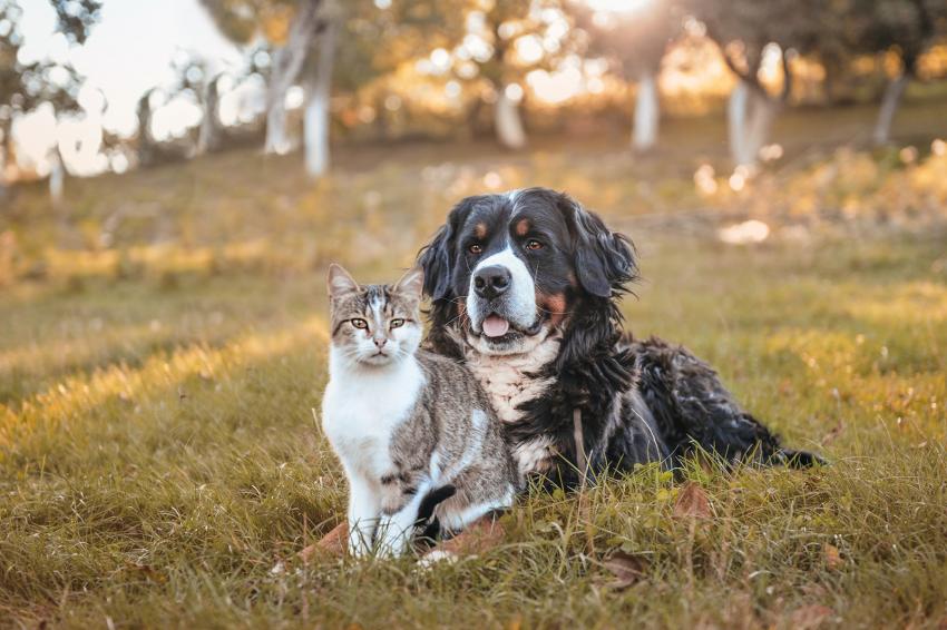 7 Best Dog Breeds That Get Along Great With Cats | LoveToKnow Pets