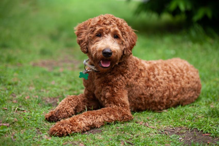 15 Cuddle-Worthy Dog Breeds That Look Like Teddy Bears | LoveToKnow Pets