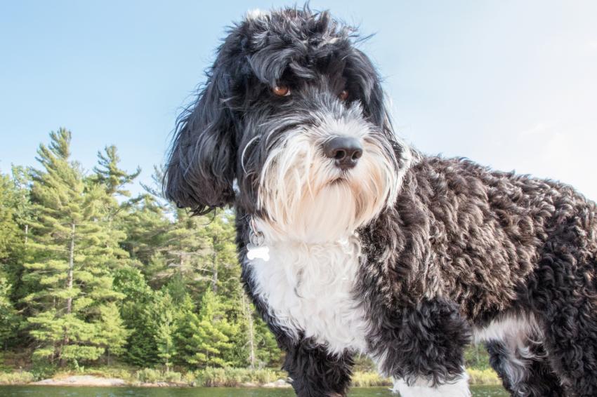 10 Portuguese Water Dog Pictures & Fun Breed Facts You'll Love ...