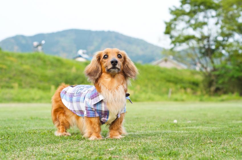 12 Miniature Dog Breeds That Are Small but Mighty | LoveToKnow Pets