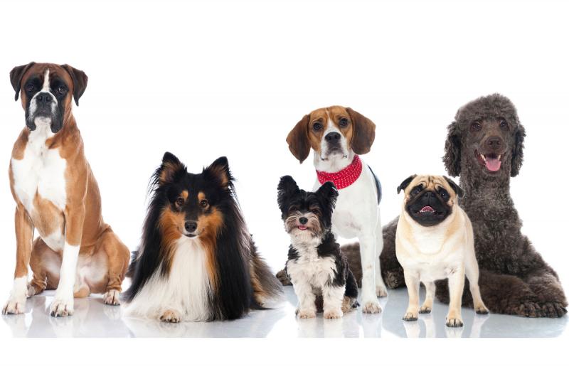 How Many Species Of Dog Are There