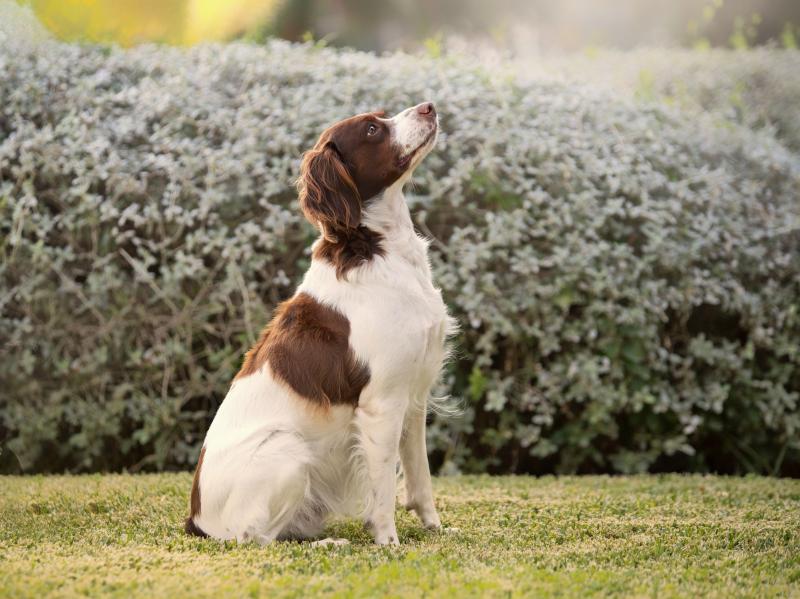 Springer & Brittany Spaniel: Similarities & Differences | LoveToKnow Pets