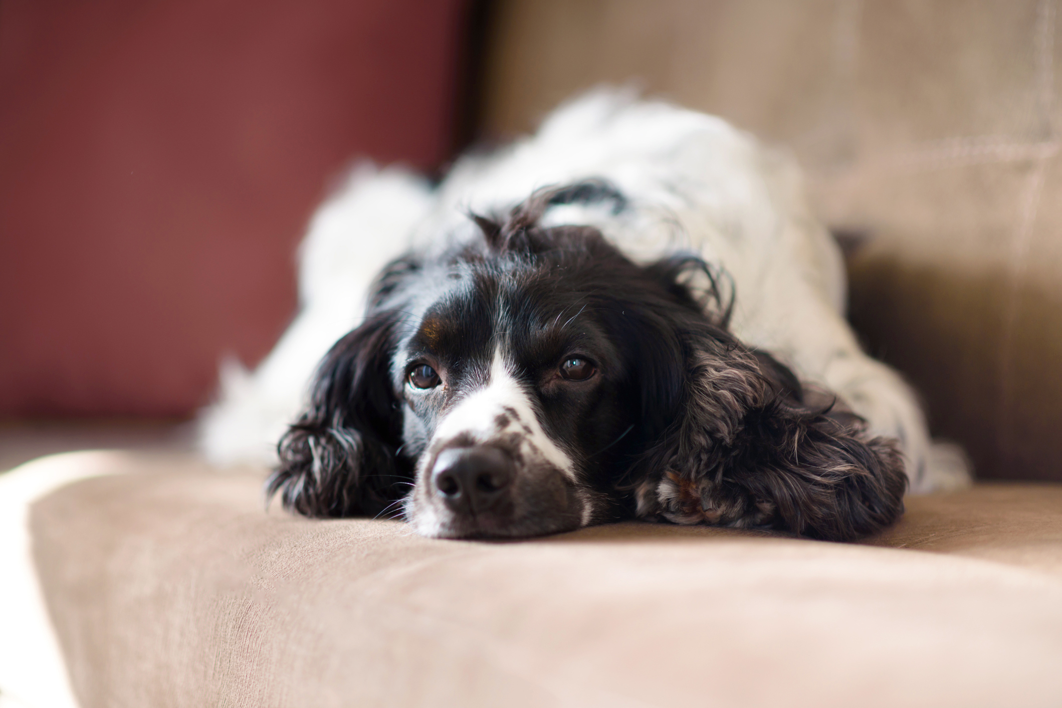 Can Nasal Drip Cause Retching In Dogs