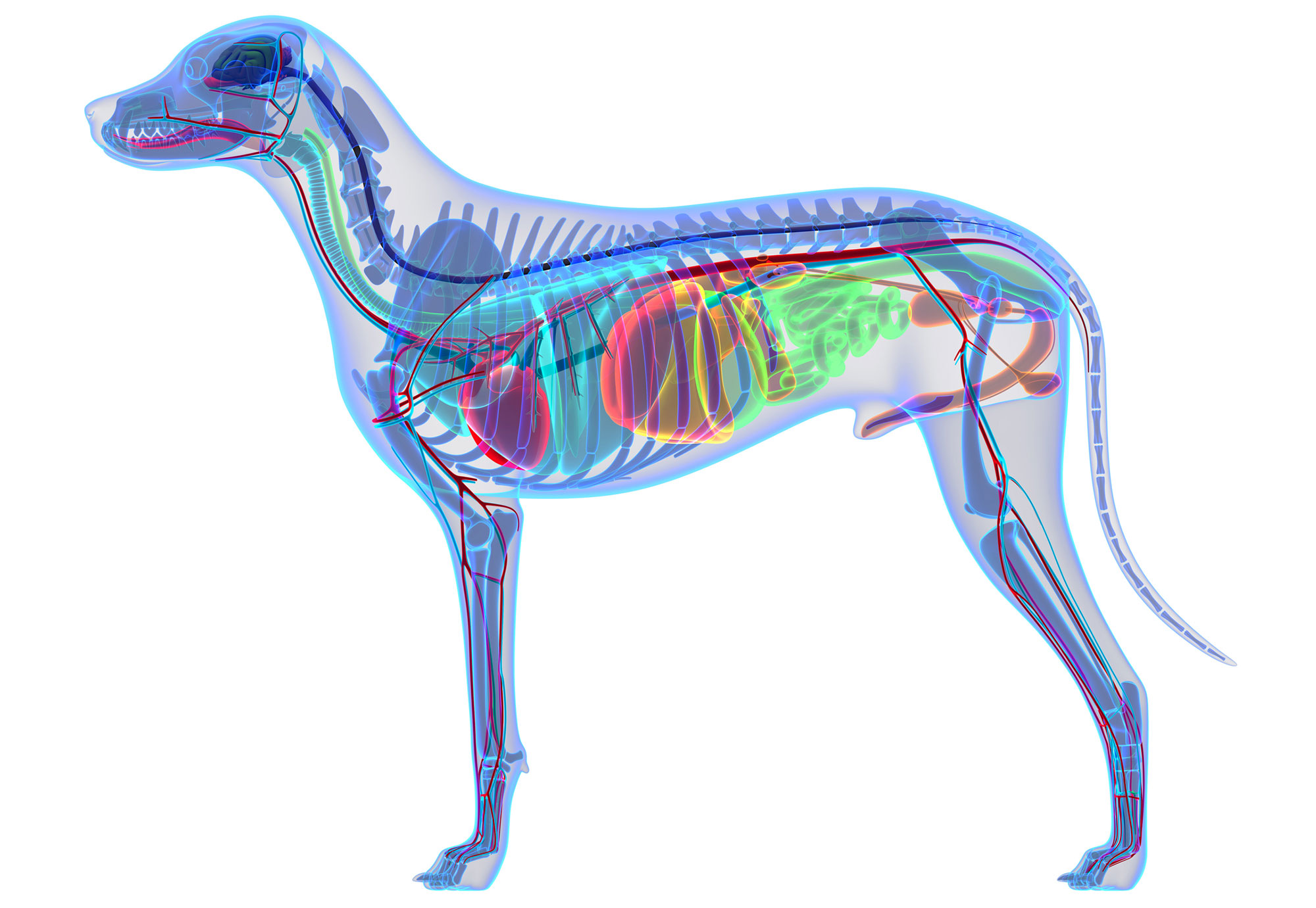 What Side Is A Dogs Stomach On