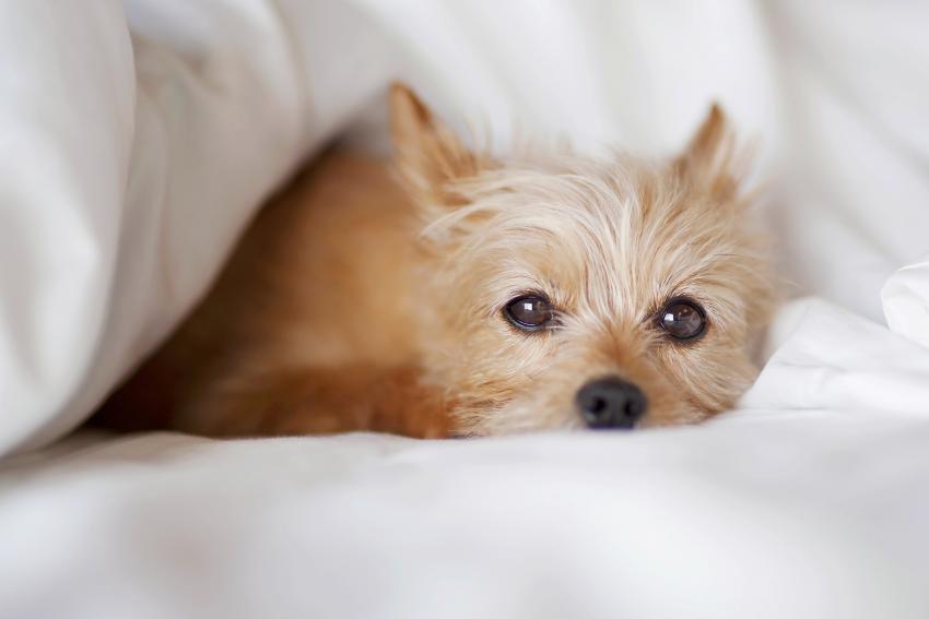 How Do You Know When Your Dog Is About to Give Birth? | LoveToKnow Pets