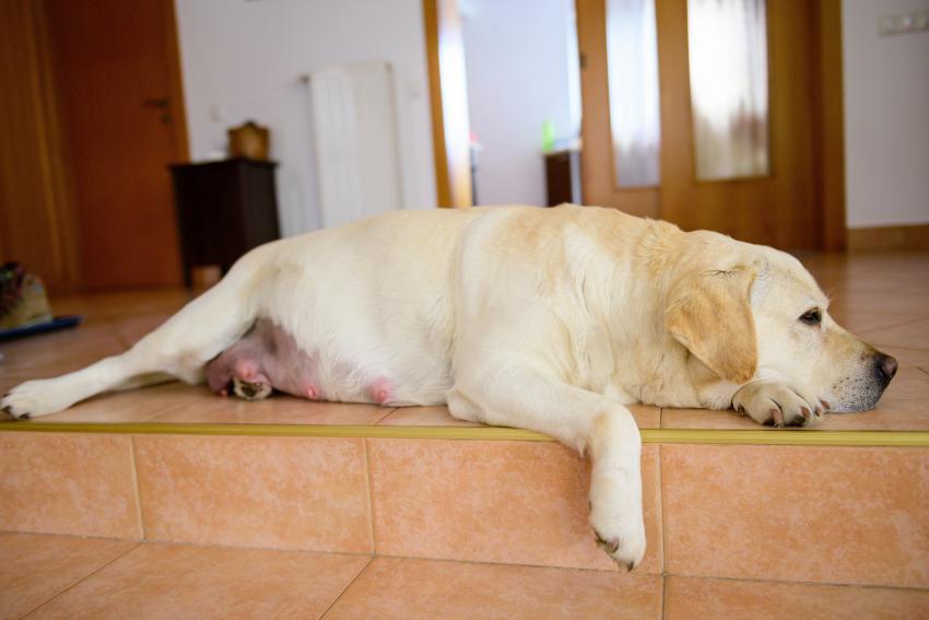 How Do You Know When Your Dog Is About to Give Birth? | LoveToKnow Pets