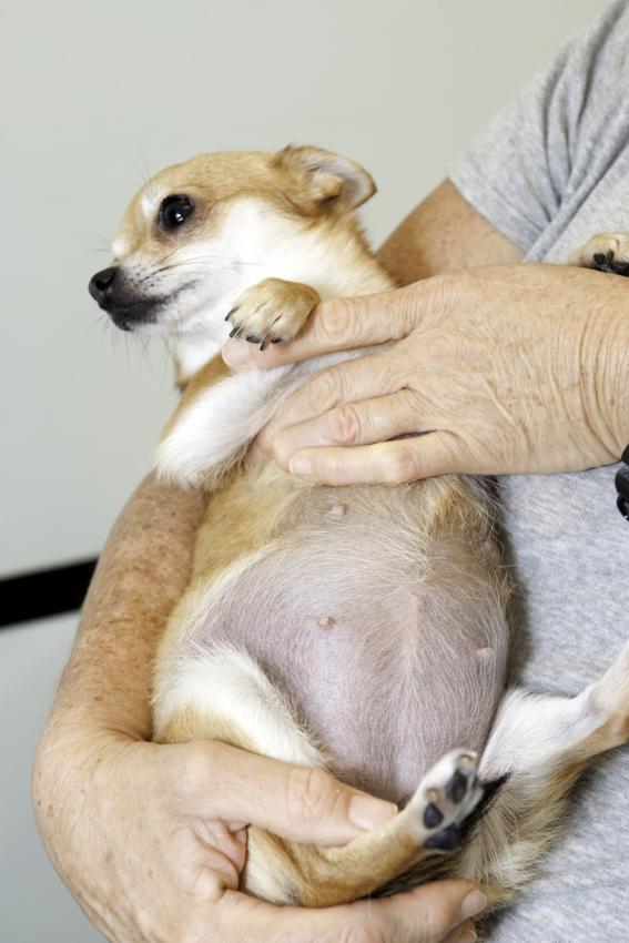 How Do You Know When Your Dog Is About to Give Birth? | LoveToKnow Pets