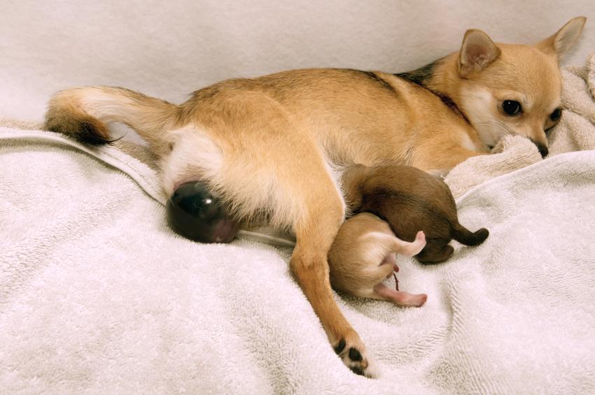 How Do You Know When Your Dog Is About to Give Birth? | LoveToKnow Pets