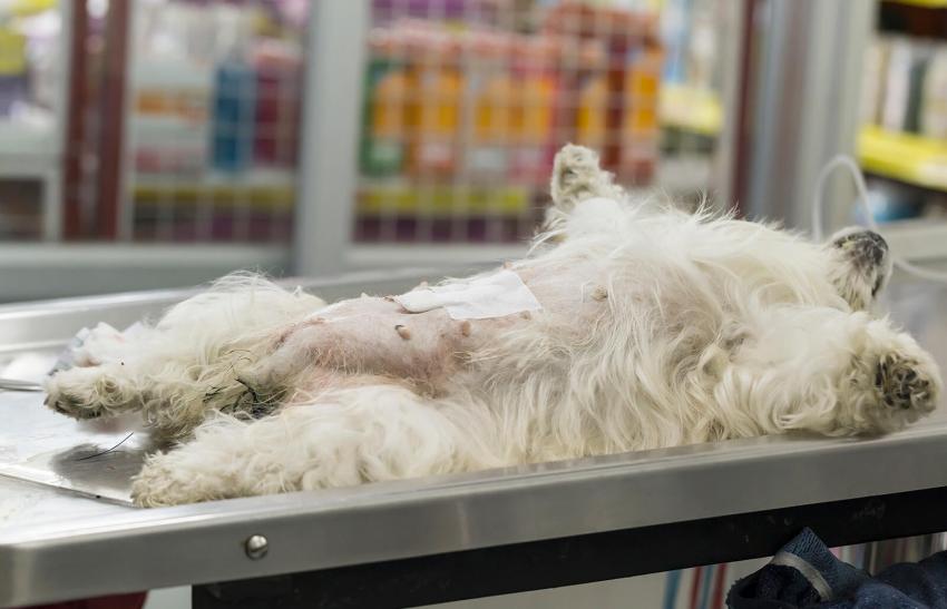 How Do You Know When Your Dog Is About to Give Birth? | LoveToKnow Pets