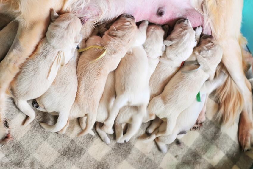 How Do You Know When Your Dog Is About to Give Birth? | LoveToKnow Pets