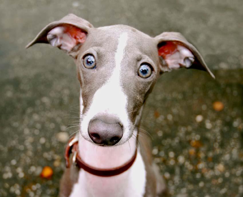 Whelping Supplies 101: What to Gather Before the Big Day | LoveToKnow Pets