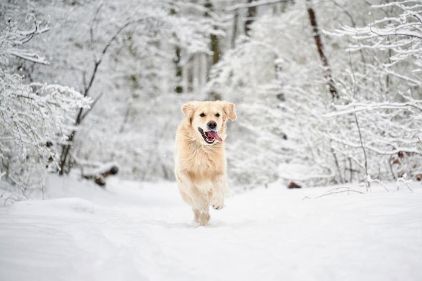 20 Dogs Living Their Best Snowy Lives | LoveToKnow Pets