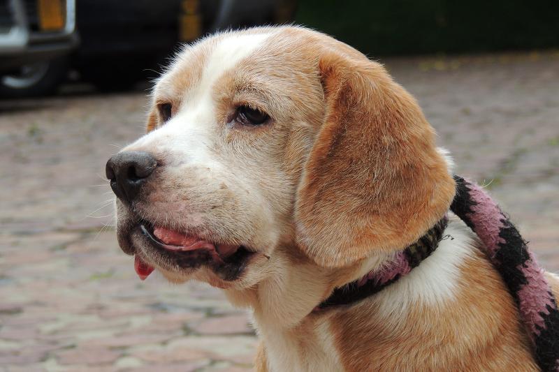 Guide To Dog Mouth Cancer What Owners Should Know LoveToKnow Pets