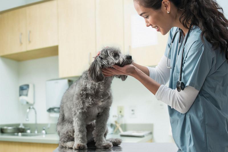 Guide to Ozone Therapy for Dogs: Health Benefits and Risks | LoveToKnow ...