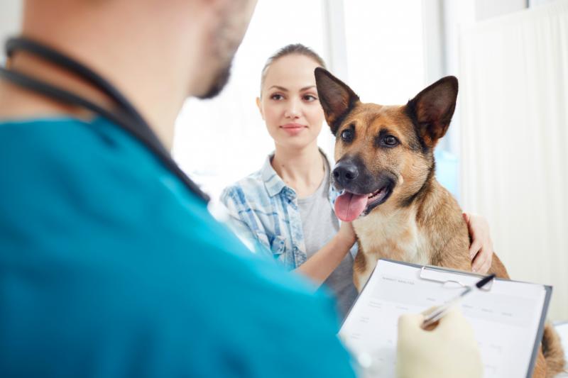 Choose the Best Dog Health Insurance to Protect Your Pup | LoveToKnow Pets