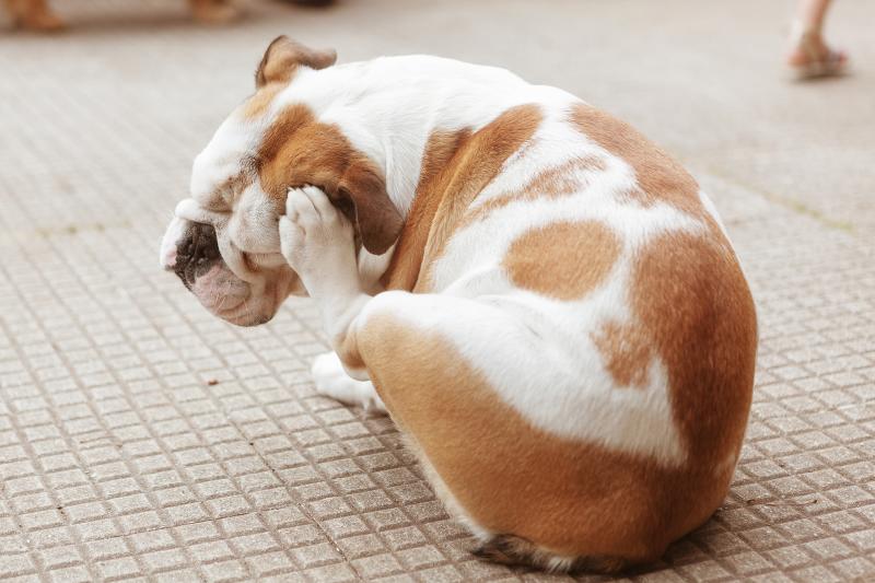 How to Deal With Bugs on Dogs: Tips to Protect Your Pup | LoveToKnow Pets