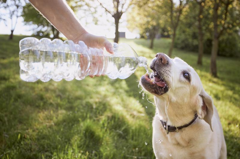 Should You Spray Dogs With Water In Hot Weather at Maya Taber blog