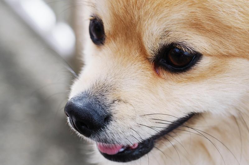 Your Dog's Whiskers Help in More Ways Than You Realize | LoveToKnow Pets
