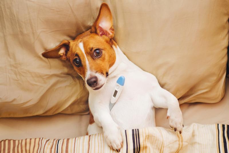 3 Easy Methods to Take Your Dog’s Temperature at Home | LoveToKnow Pets