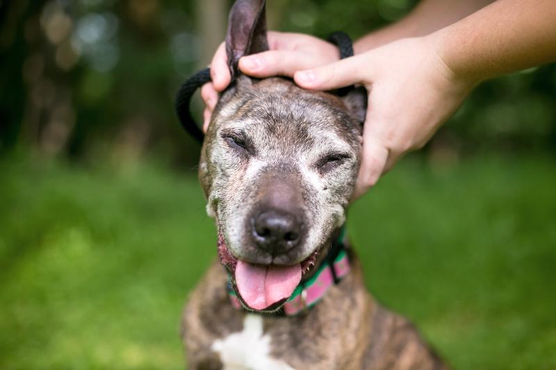 5 Dog Massage Techniques That Will Melt Your Pup's Tension | LoveToKnow ...