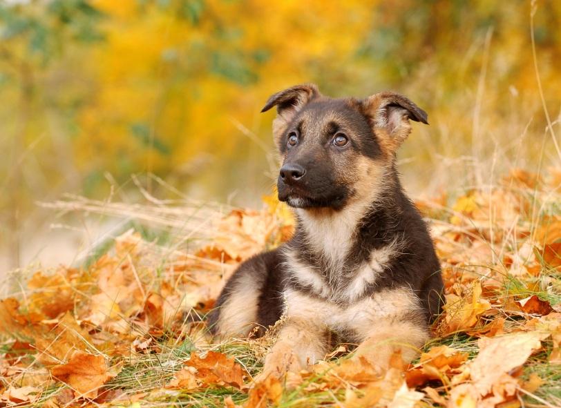 Puppy Names and Meanings | LoveToKnow Pets